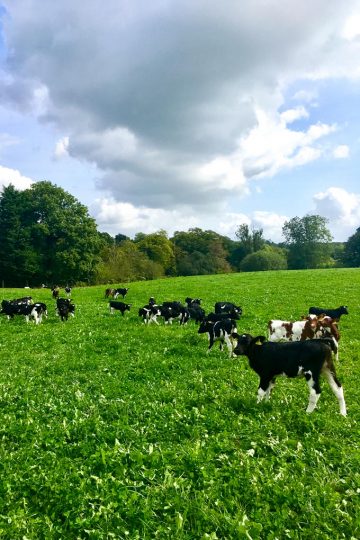 What is Arla Organic Free Range Milk? | The Worktop